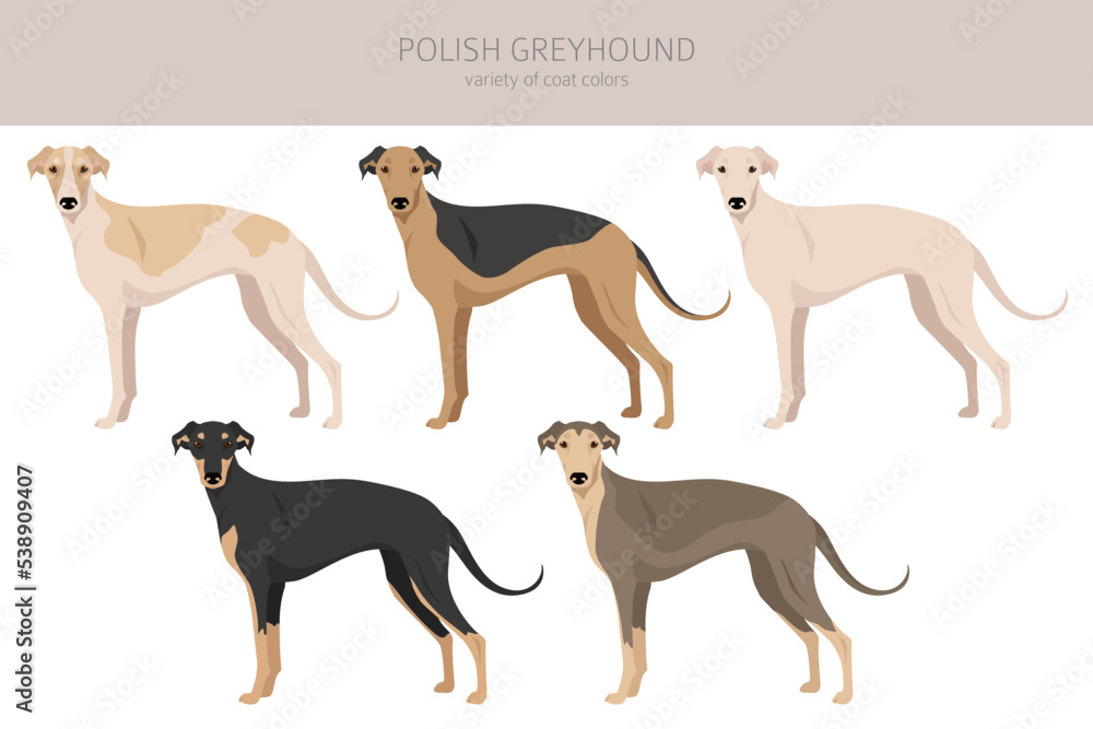 Polish Greyhound clipart. All coat colors set. All dog breeds ...