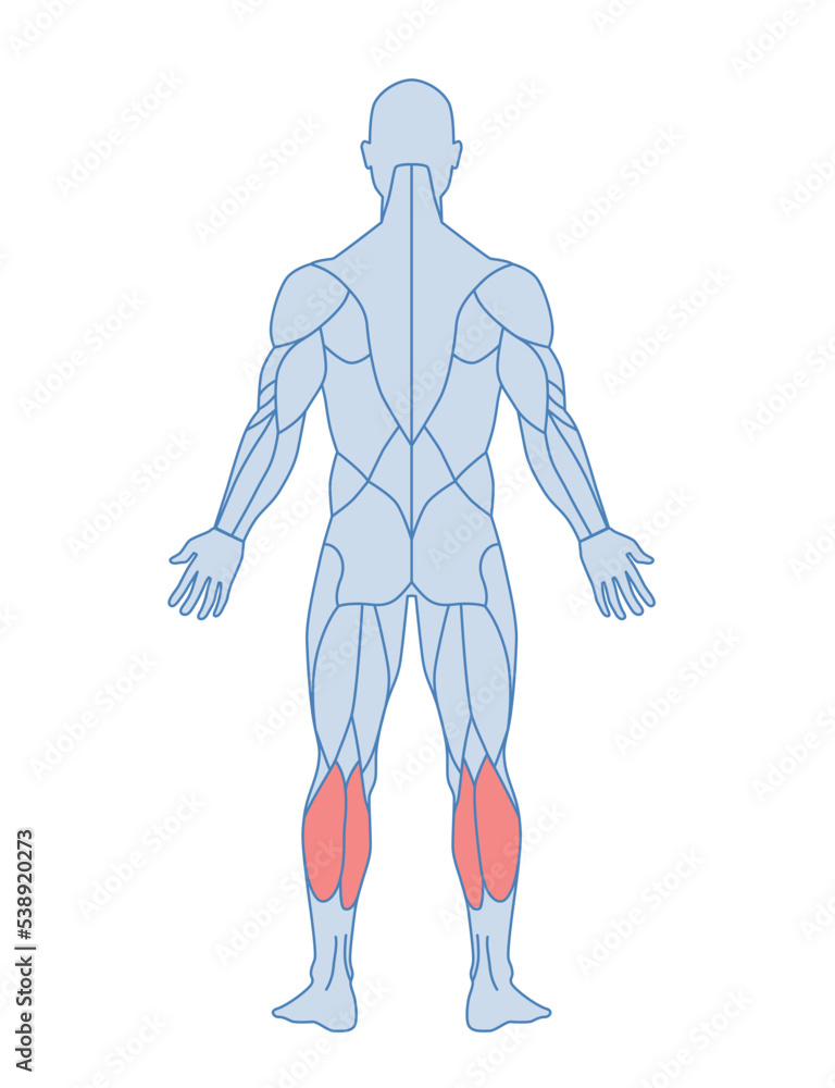 Vector de Stock Male muscle anatomy concept. Back view. Legs of male ...