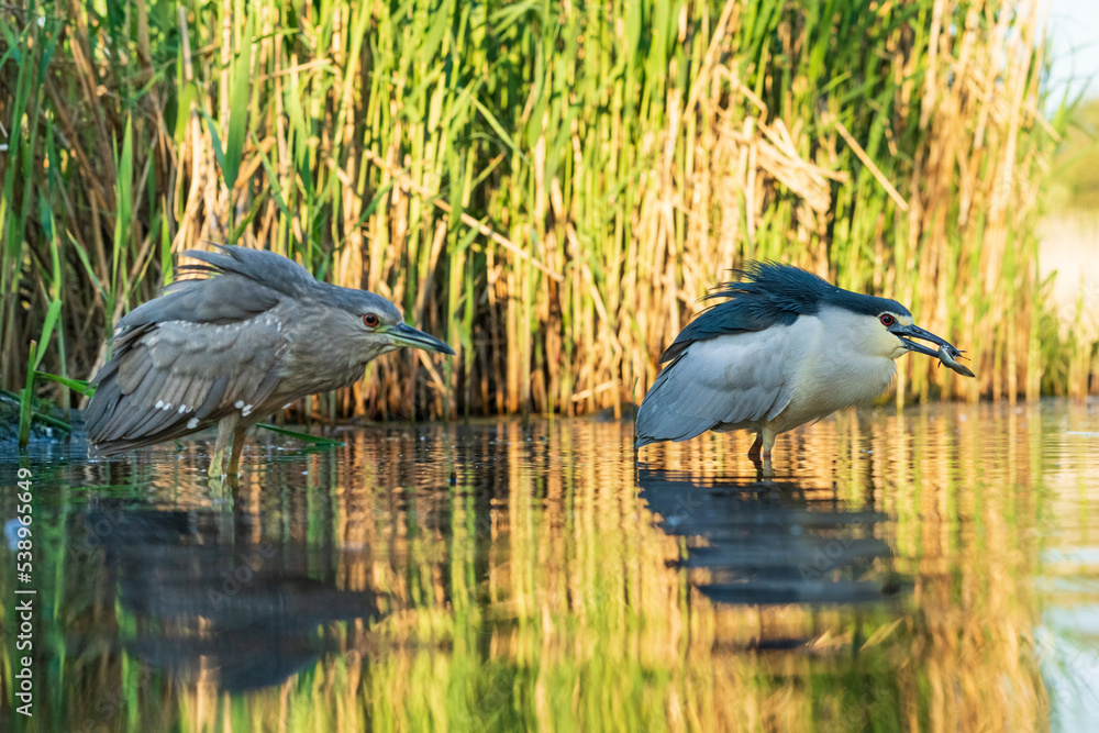 Black-crowned night herons (Nycticorax nycticorax) fishing in shallow ...