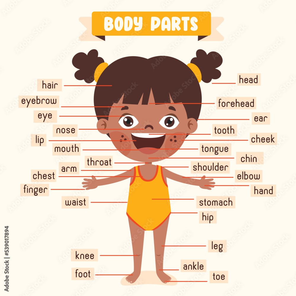 Cartoon Drawing Of Human Body Parts Stock Vector | Adobe Stock