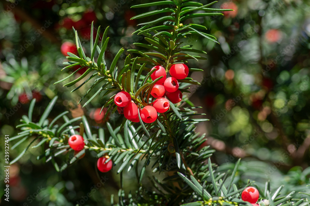 Taxus baccata European yew is conifer shrub with poisonous and bitter ...