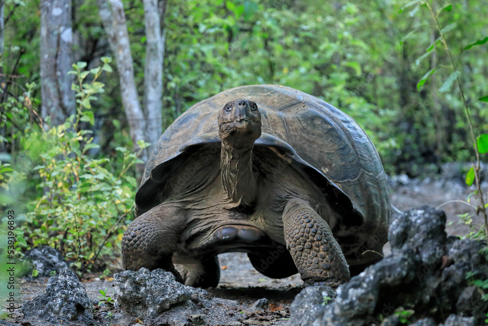 Alcedo volcano Galapagos giant tortoise (Chelonoidis vandenburghi ...