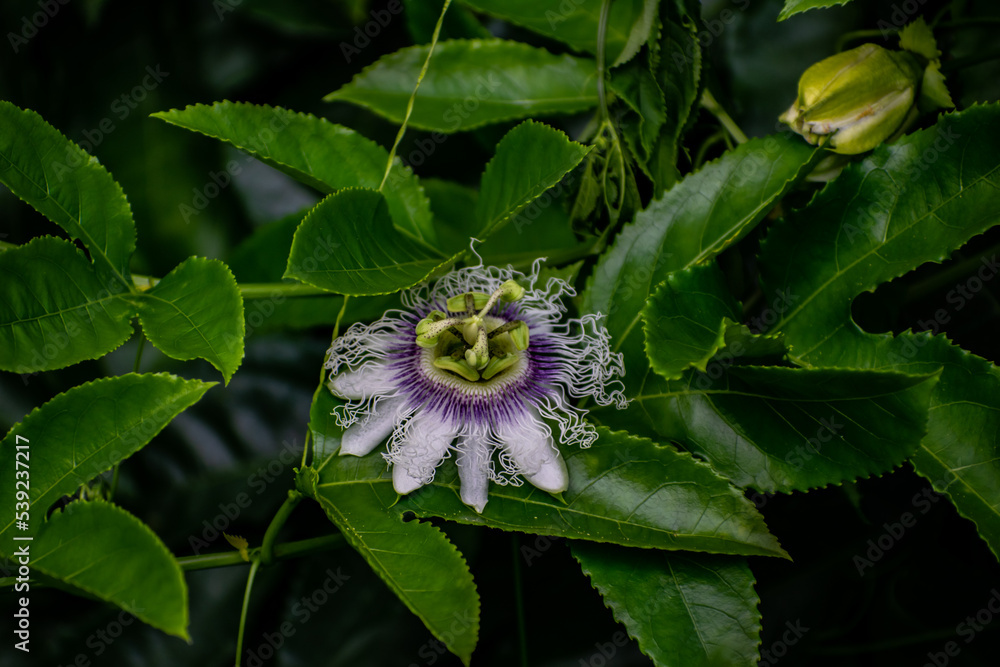 Beautiful Passiflora also known as the passion flowers or passion vines ...