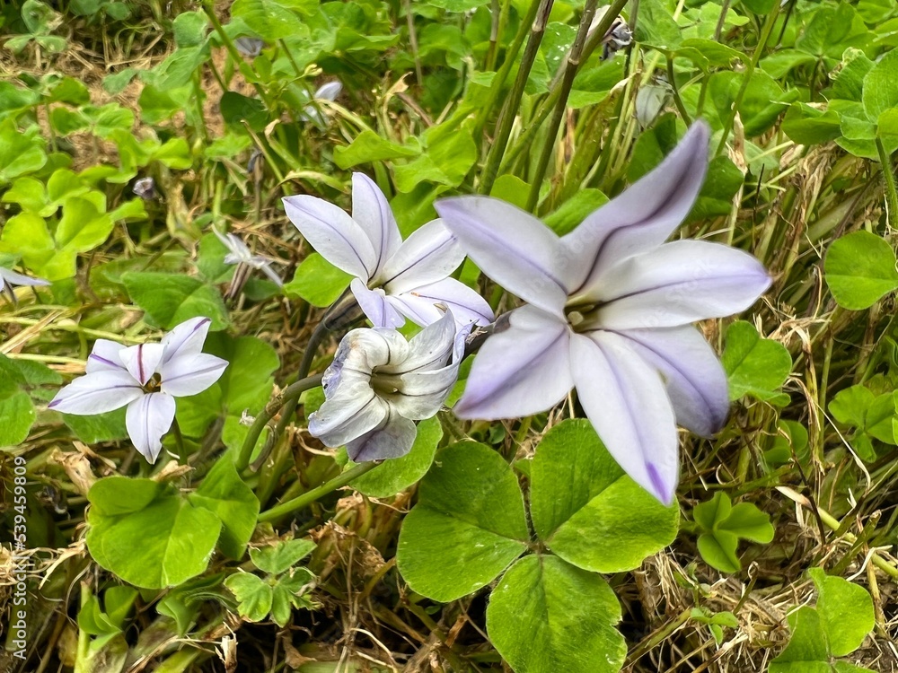 Ipheion they are flowers in late winter and spring, ideally suited for ...