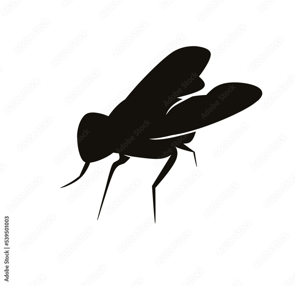 Life cycle of fruit fly (Drosophila melanogaster). Sequence of stages ...