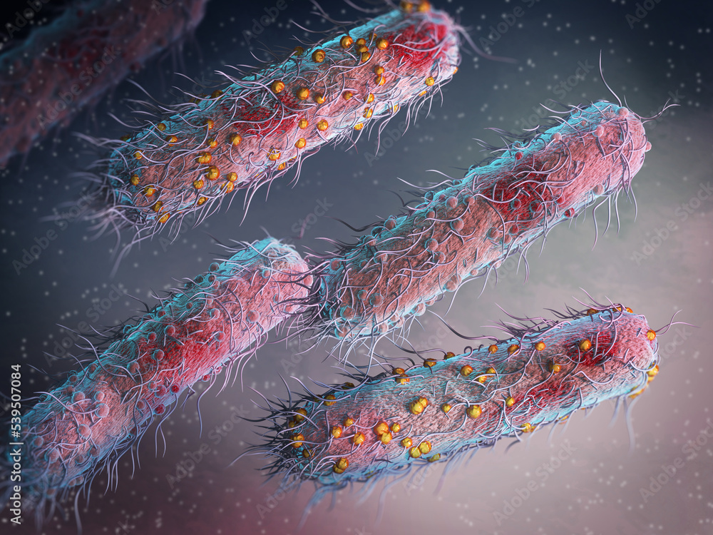 Medical background, bacteria facultative anaerobes, Salmonella ...