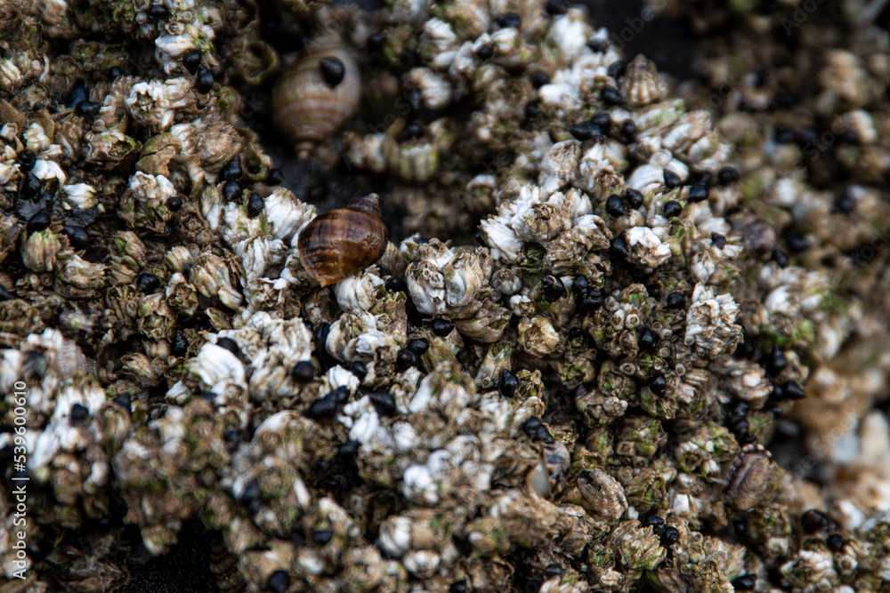 Closeup on barnacles and sea snails during low tide. You can see the ...