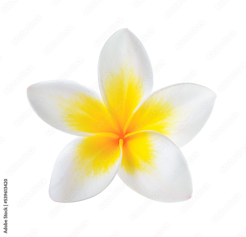 Frangipani flower isolated on transparent png Stock Photo | Adobe Stock