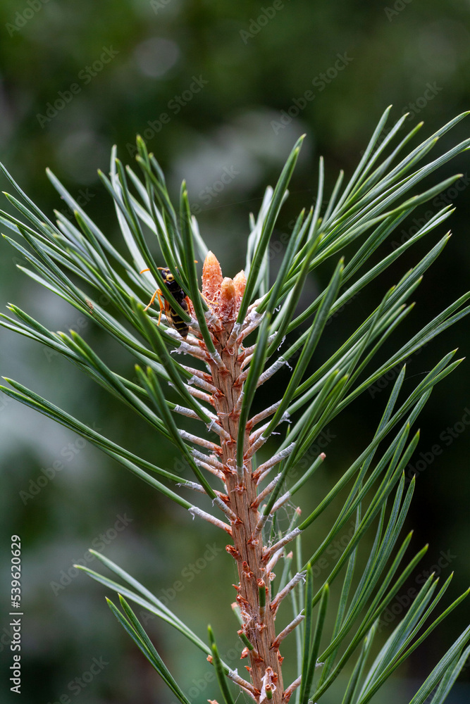 Diseases of coniferous trees - parasites of pine wood scleroderriosis ...