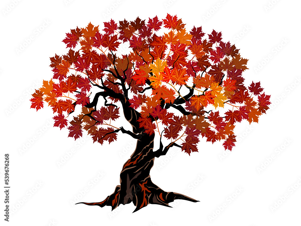 gorgeous maple tree vector illustration with transparent background ...