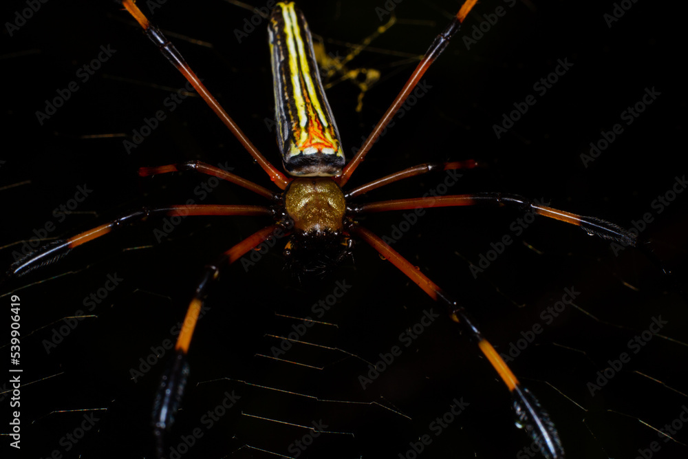 Macro photo of the Nephila Pilipes spider, this animal is scattered in ...