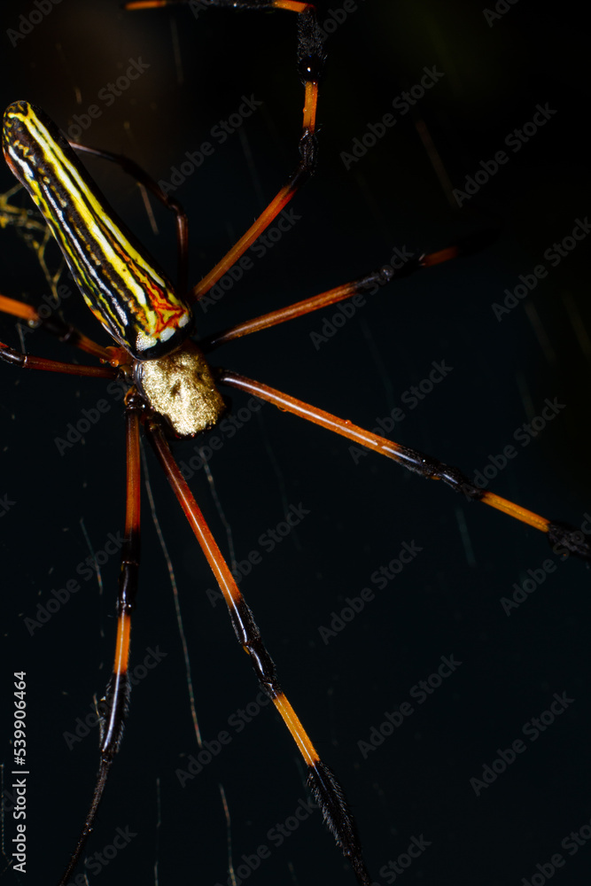 Macro photo of the Nephila Pilipes spider, this animal is scattered in ...