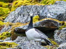 Barnacle Goose Free Stock Photo - Public Domain Pictures