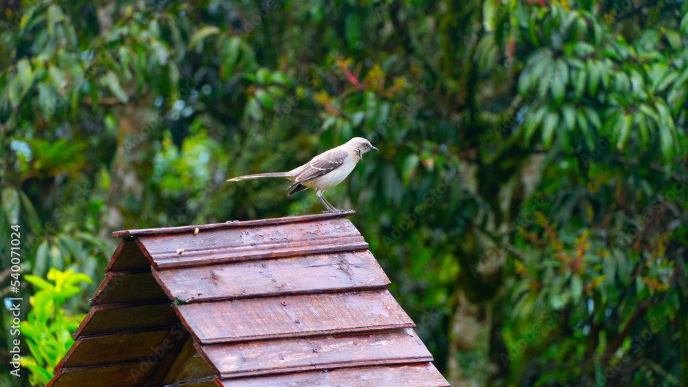 El cenzontle común o sinsonte norteño (Mimus polyglottos) es una ...