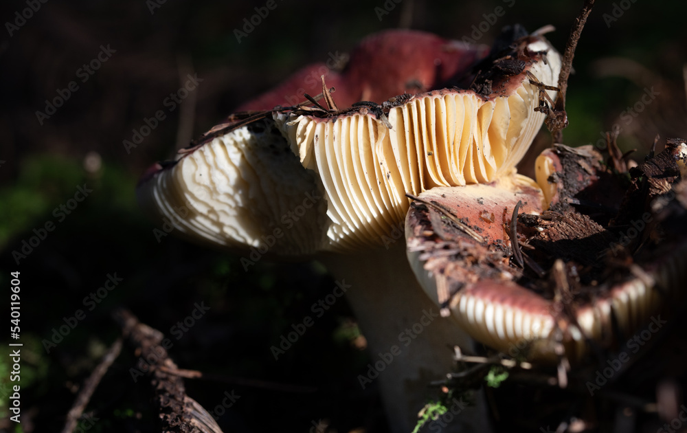 Two mushrooms are in the forest. The mushrooms have a red cap with ...
