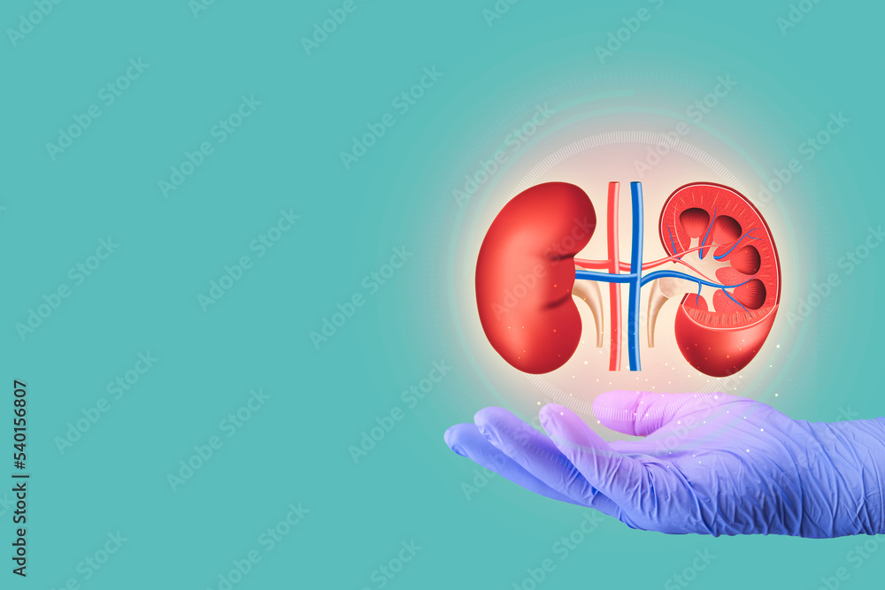 Foto de Stock Nefrología, atención médica para problemas renales ...