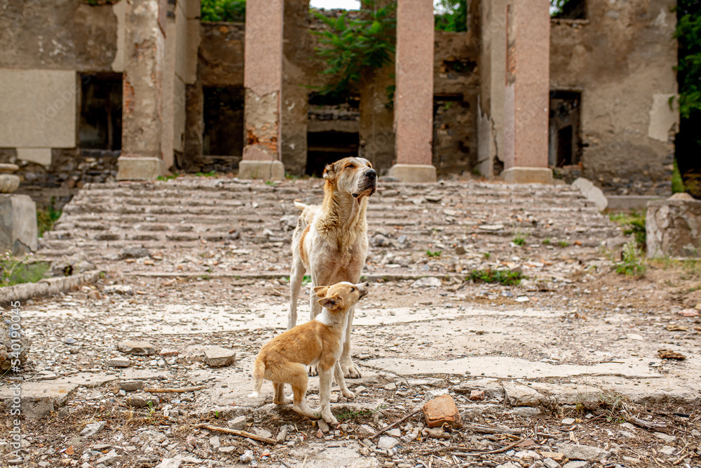 Stock-Foto „Abandoned animals on the streets of a ruined city, stray ...