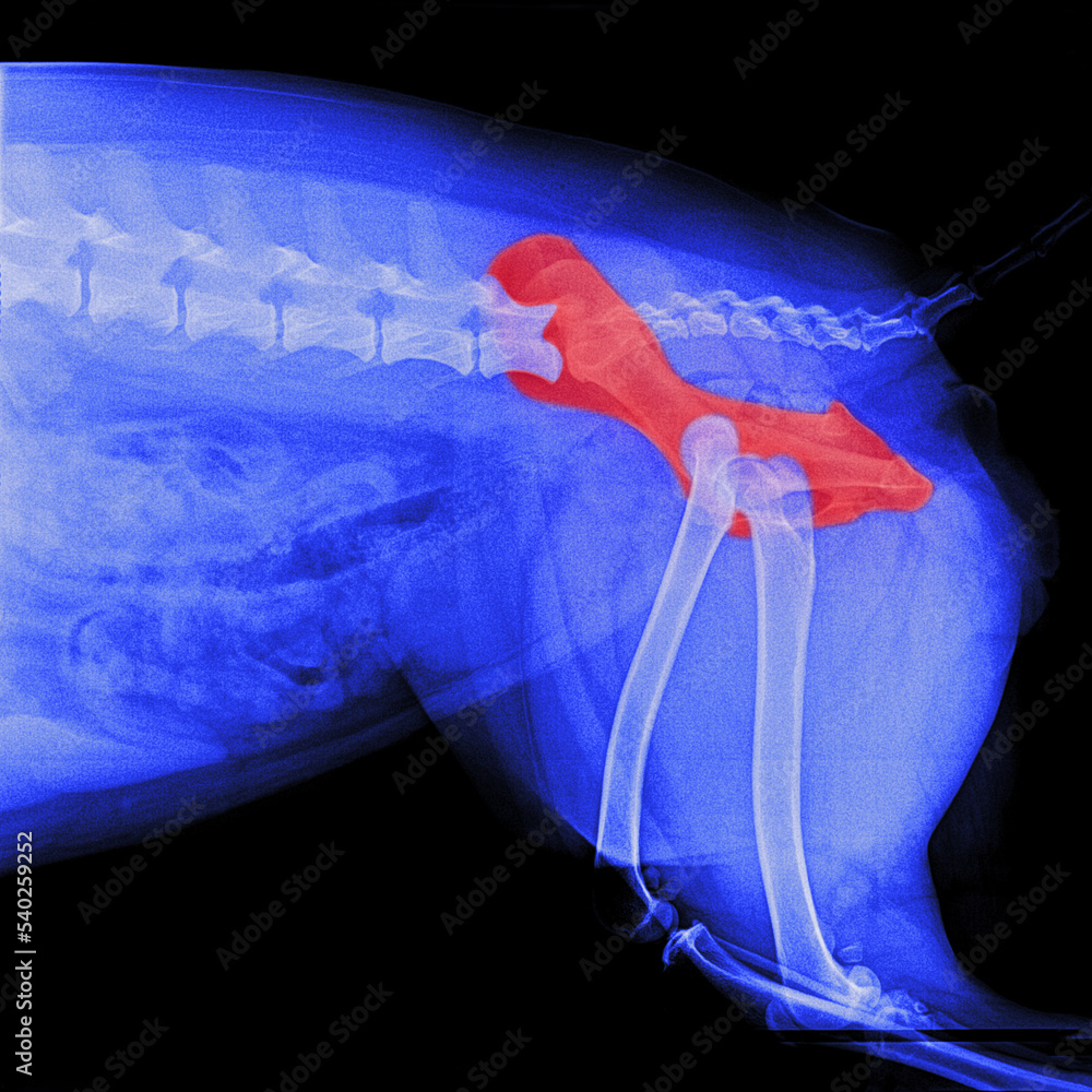X-ray film of pelvis dog lateral view with red highlight on hip bone ...