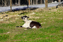 Black Goat Lying Down Free Stock Photo - Public Domain Pictures