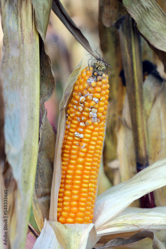 Fusarium ear rot symptoms on kernels. A serious disease of maize caused ...