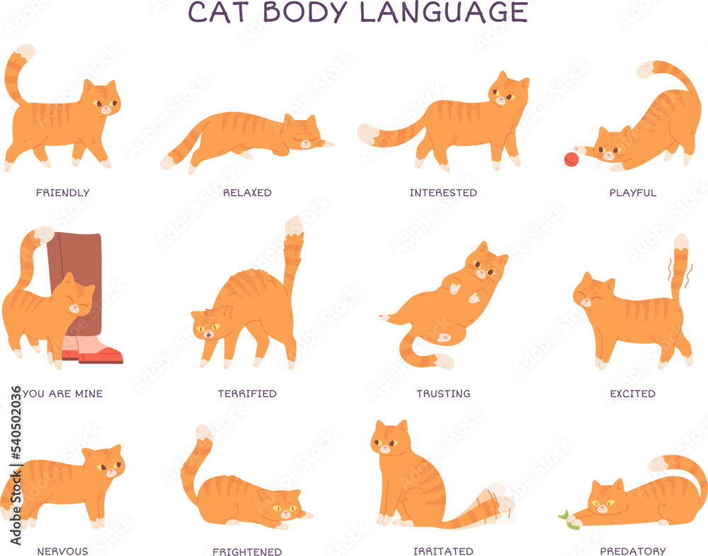 Cats language. Cat body expression feeling, behavior pet tail action ...