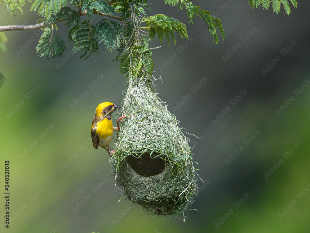Breeding Male Baya weaver bird busy in waving his hanging retort shaped ...