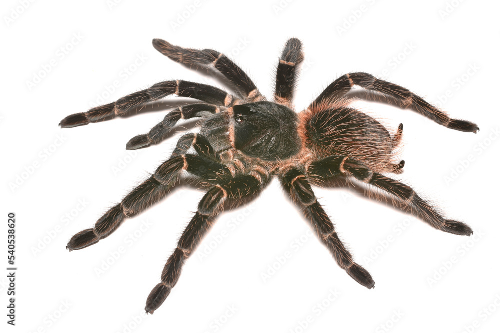Closeup of a female of the Brazilian salmon pink bird-eating tarantula ...