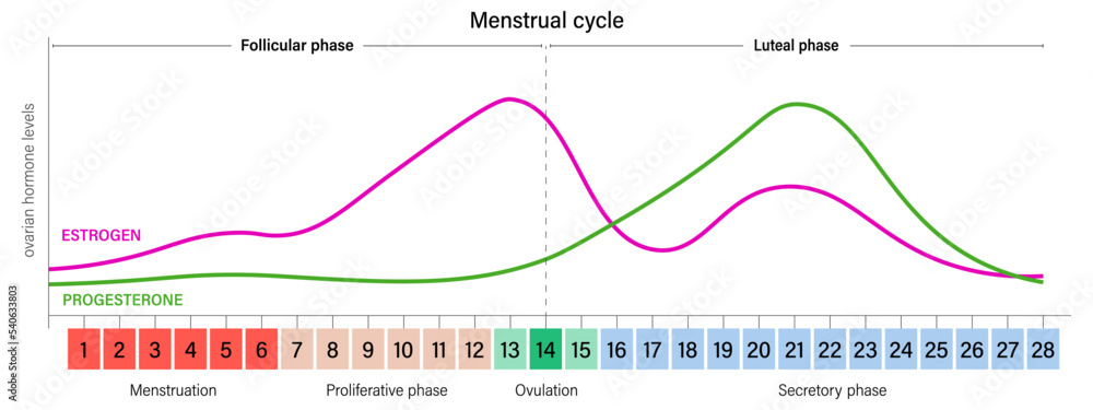 Menstrual cycle. Ovarian hormone levels chart vector. Estrogen and Progesterone. Stock Vector ...