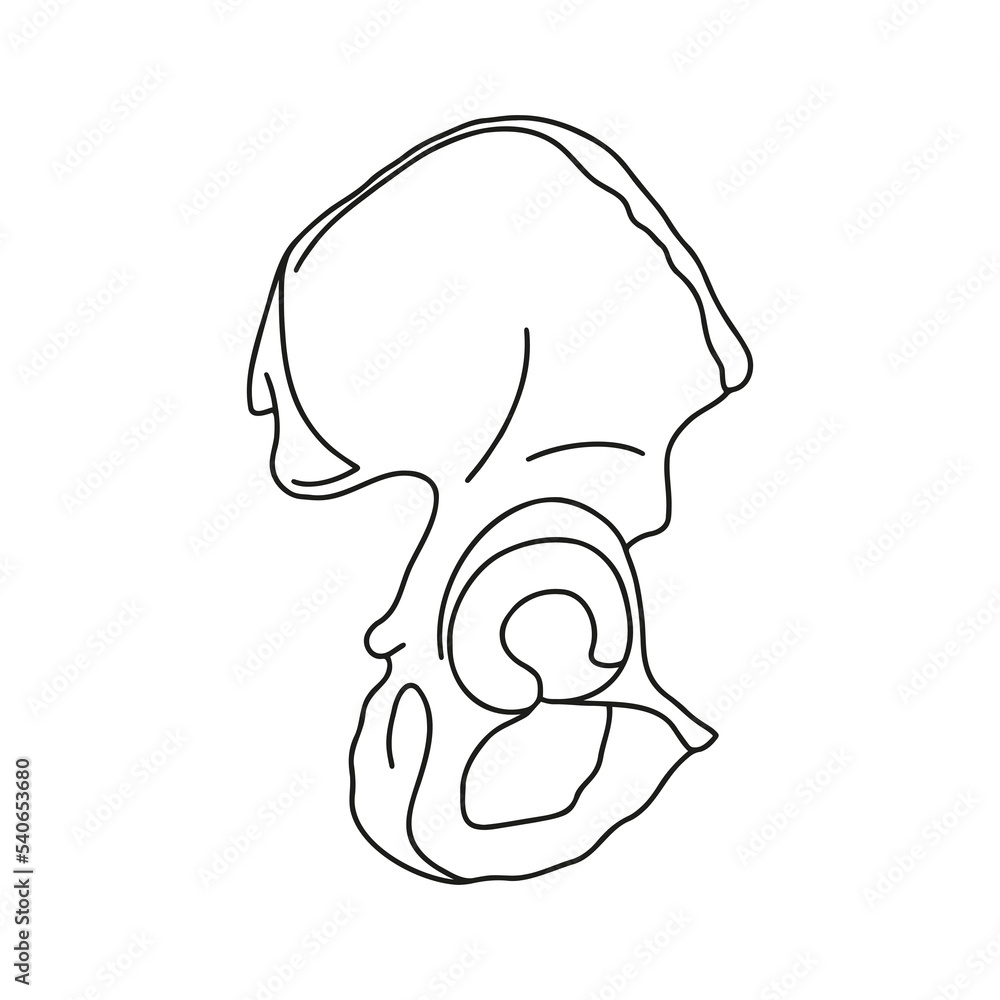 Human pelvis, internal view. Vector, outline, anatomical, hand drawn ...