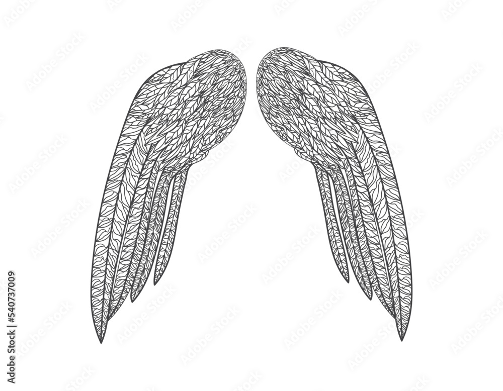 Angel wings. Outline drawing on a white background.Vector illustration ...