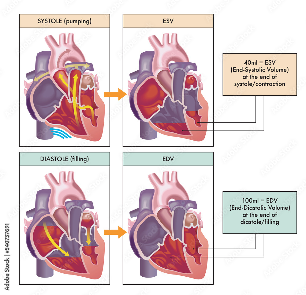 Medical illustration of the two main phases of the cardiac cycle ...