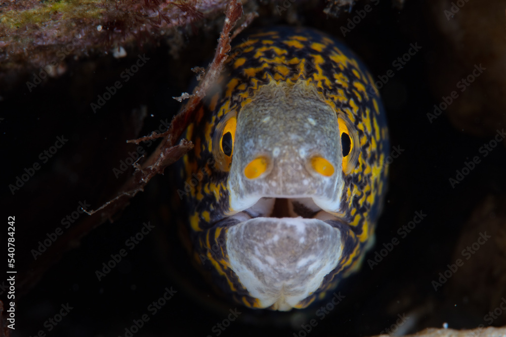 A Snowflake moray eel, Echidna nebulosa, peers out of a crevice in a ...