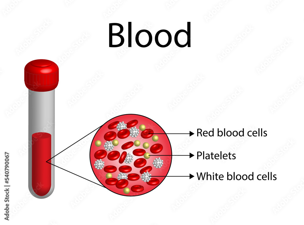 Blood Composition. Platelets, red blood (erythrocytes) and white blood ...