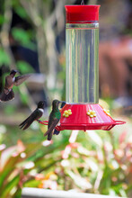 Hummingbird Sanctuary Costa Rica Free Stock Photo - Public Domain Pictures
