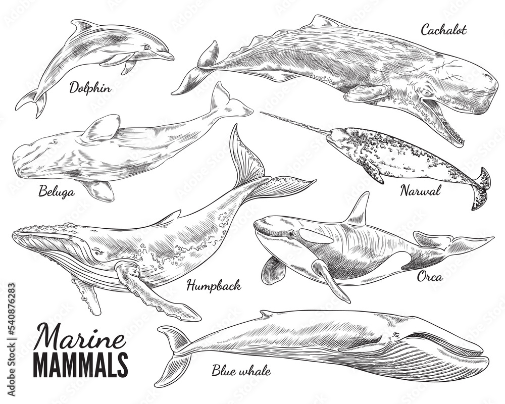 Marine mammals set, hand drawn sketch vector illustration isolated on ...