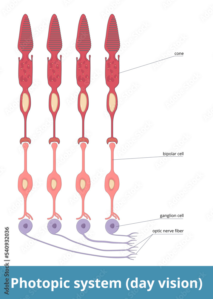 Photopic system (day vision). Each cone is directly connected to the ...