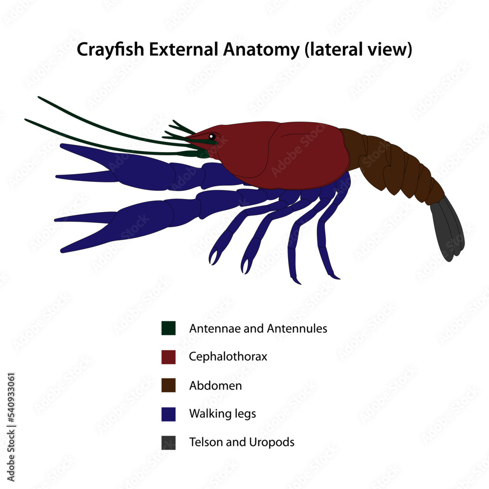 Crayfish External Anatomy (lateral view) Stock Vector | Adobe Stock