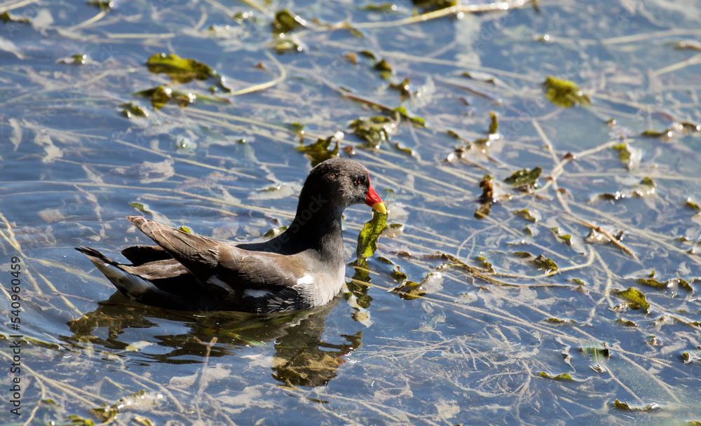 A male common moorhen feeding at the Lake Seyhan. Common moorhen ...
