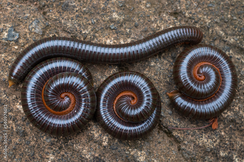 millipedes are arthropods that have two pairs of legs per segment ...