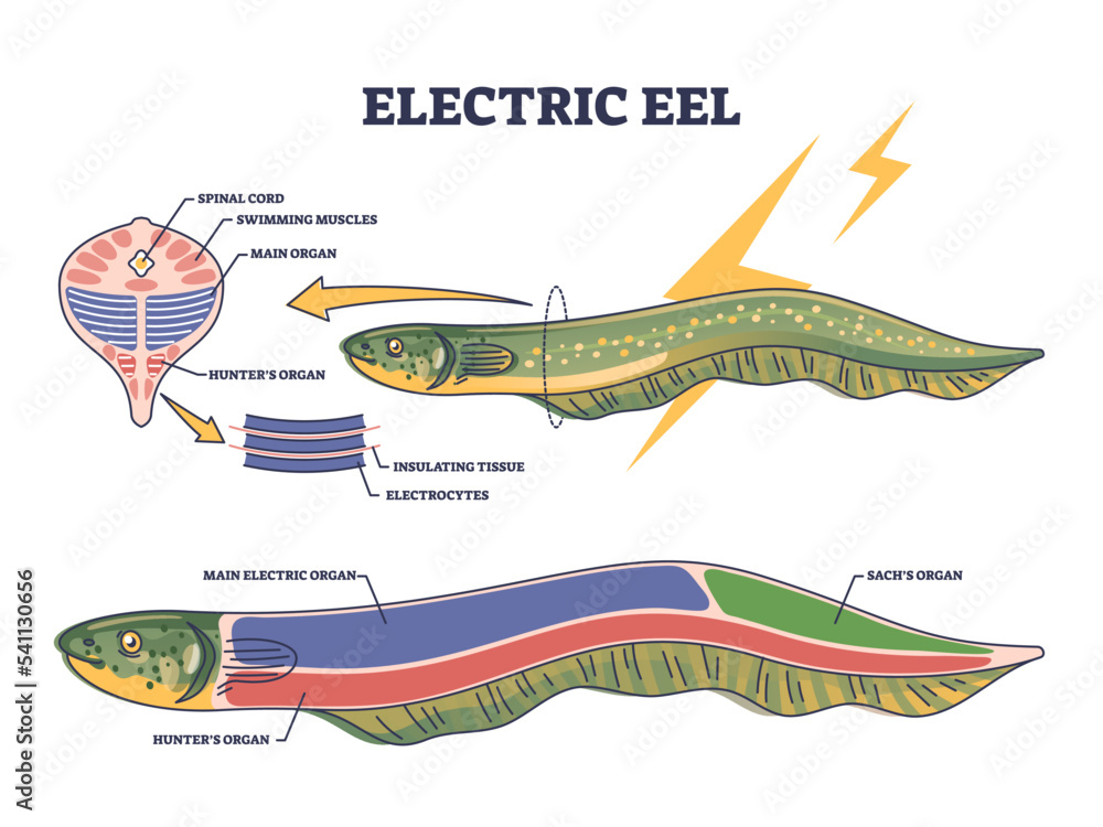 Electric eel anatomy as fish structure with inner organs outline ...