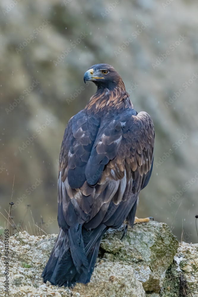 White Tailed Eagle (Haliaeetus albicilla) in flight. Also known as the ...