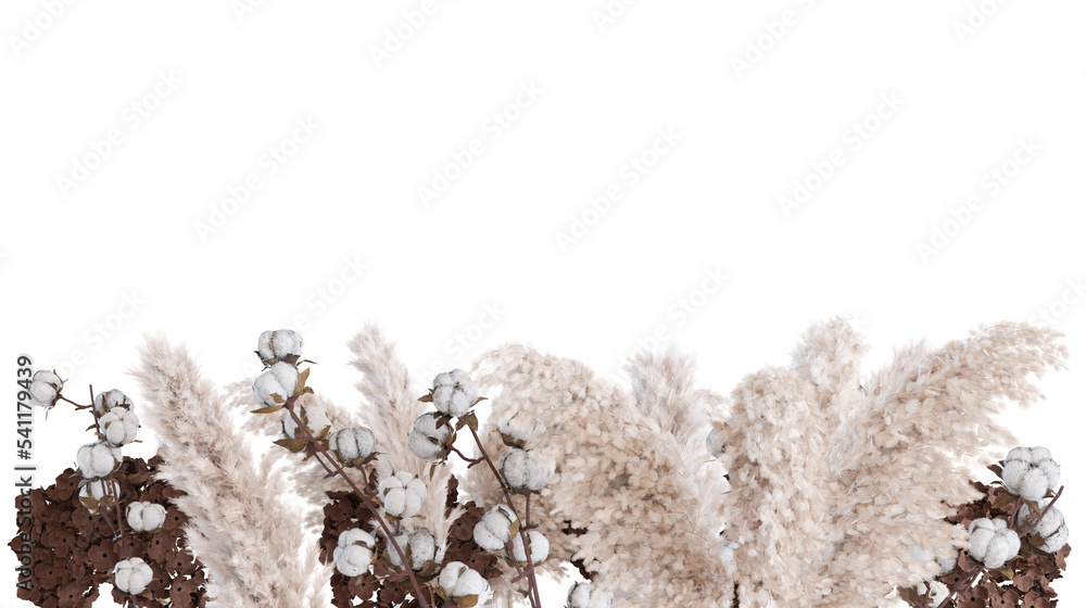 Pampas grass and cotton plant on transparent background. Lower frame ...
