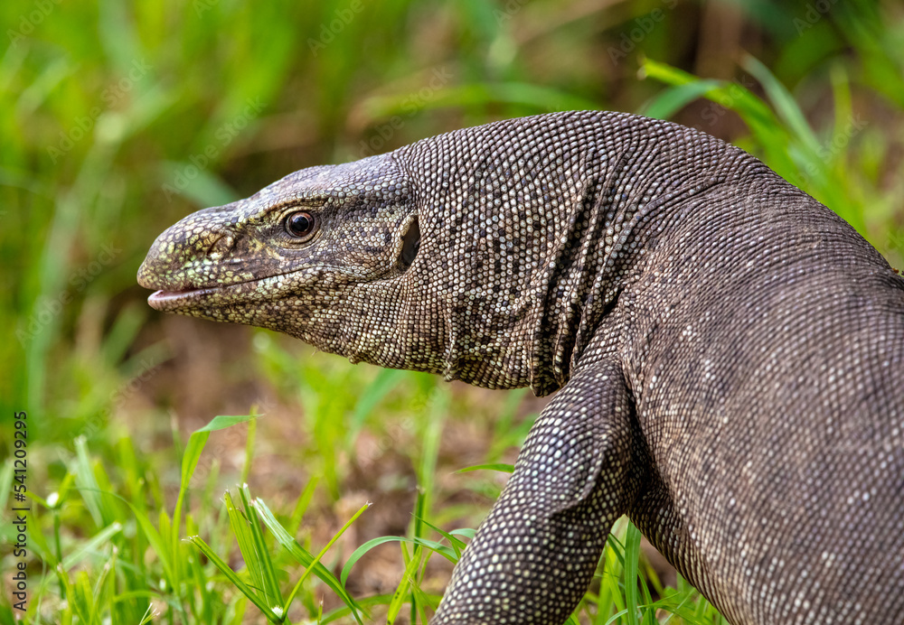 Monitor lizard Stock Photo | Adobe Stock
