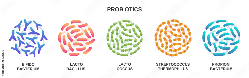 Probiotics. Lactic acid bacterium. Bifidobacterium, lactobacillus, lactococcus, streptococcus ...