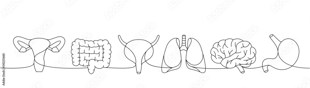 Set of human organs one line continuous drawing. Lungs, brain, stomach ...