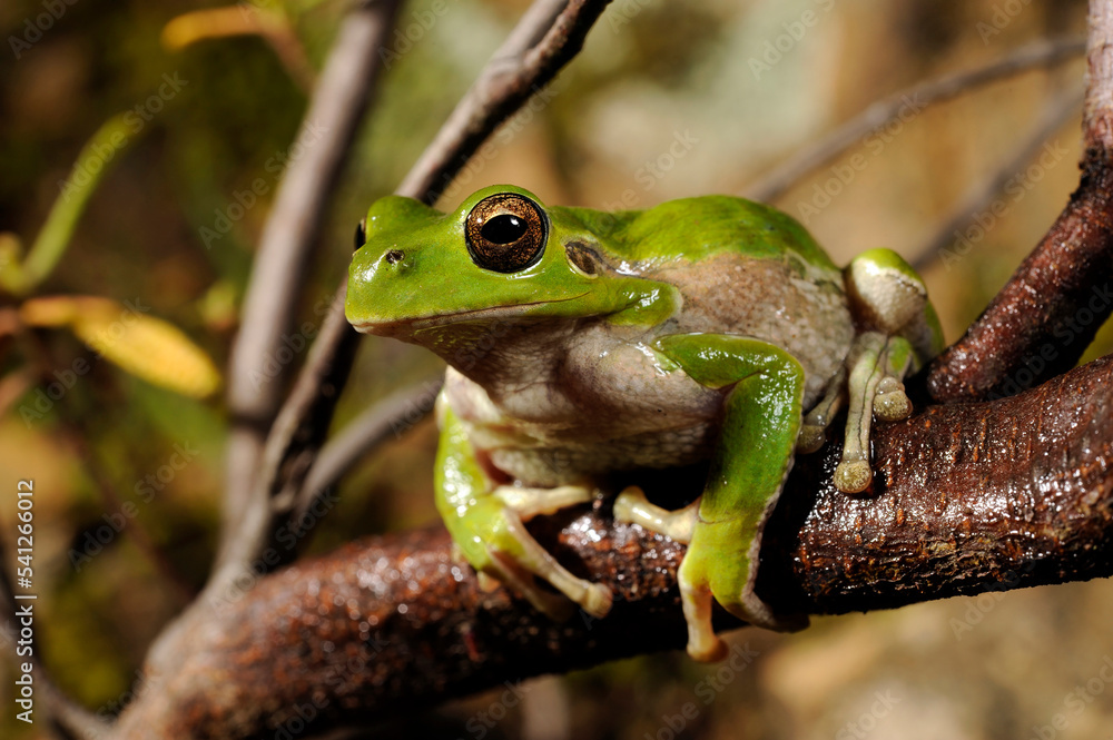 Tyrrhenischer Laubfrosch // Sardinian tree frog, Tyrrhenian tree frog ...
