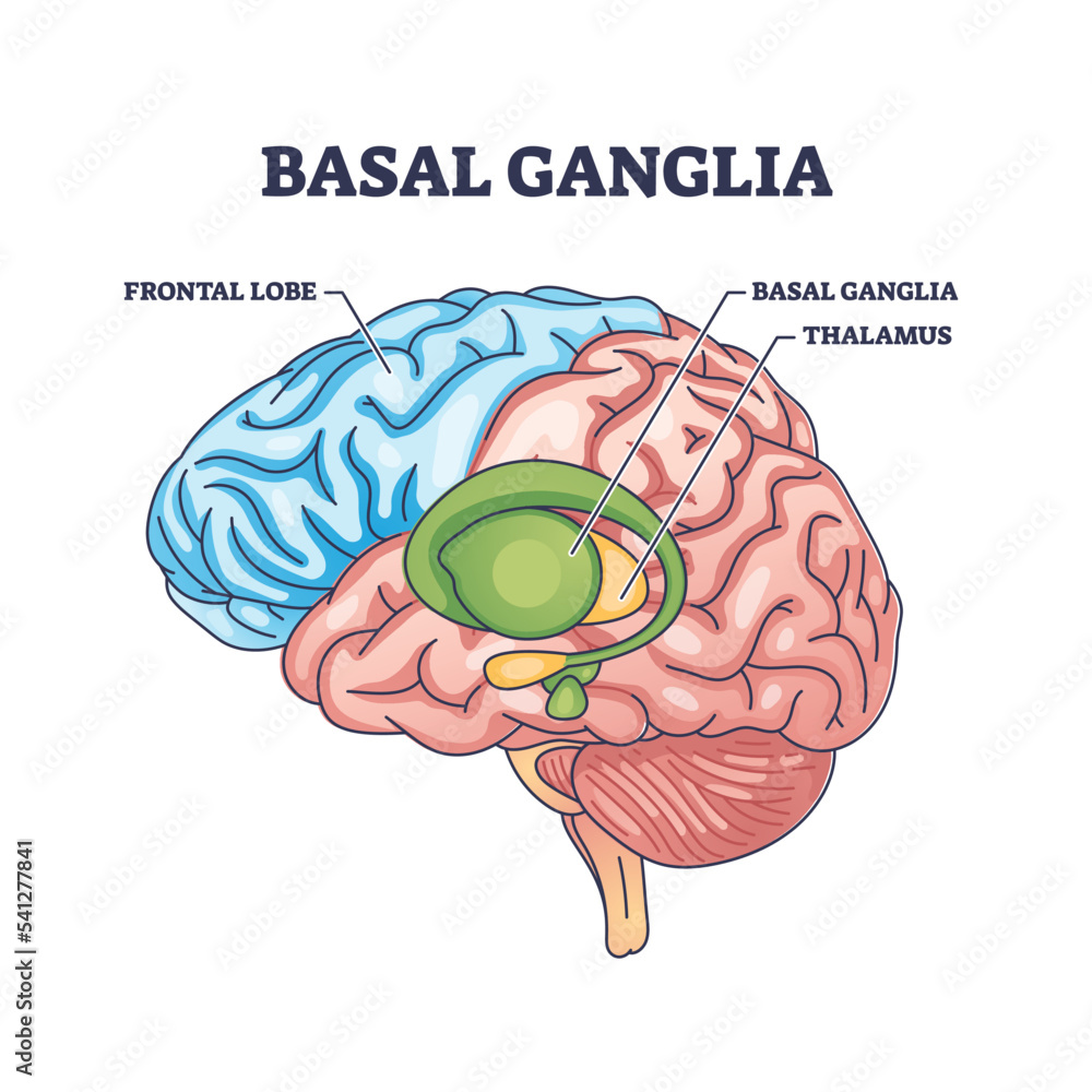 Basal ganglia or nuclei location and human brain structure outline ...