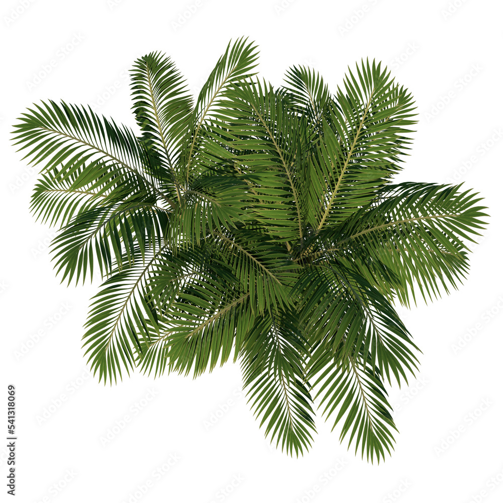 Top view of Plant (Generic Palm tree 2) Tree png Stock Illustration ...