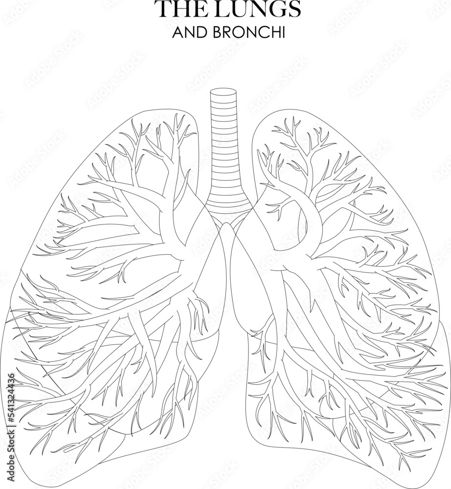 Lungs and Bronchi anatomy structure black and white illustration ...