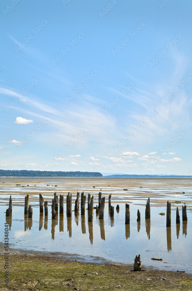 Boundary Bay Mud Flats and Pilings vertical. Old pilings from an oyster ...